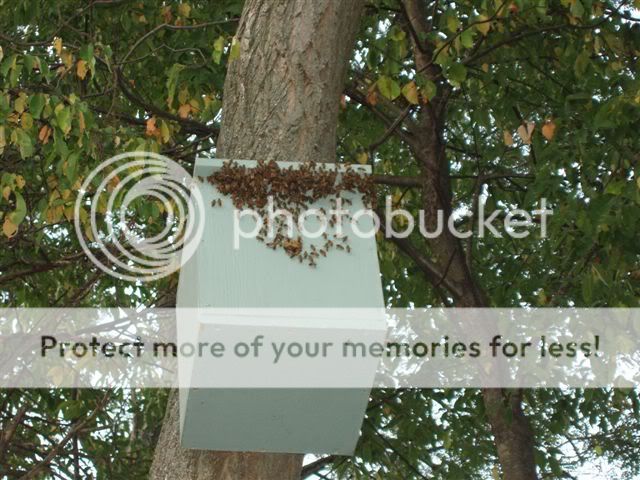 Home Made Swarm Box | Beesource Beekeeping Forums