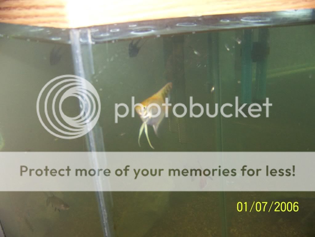 Weird Growth | Aquarium Forum