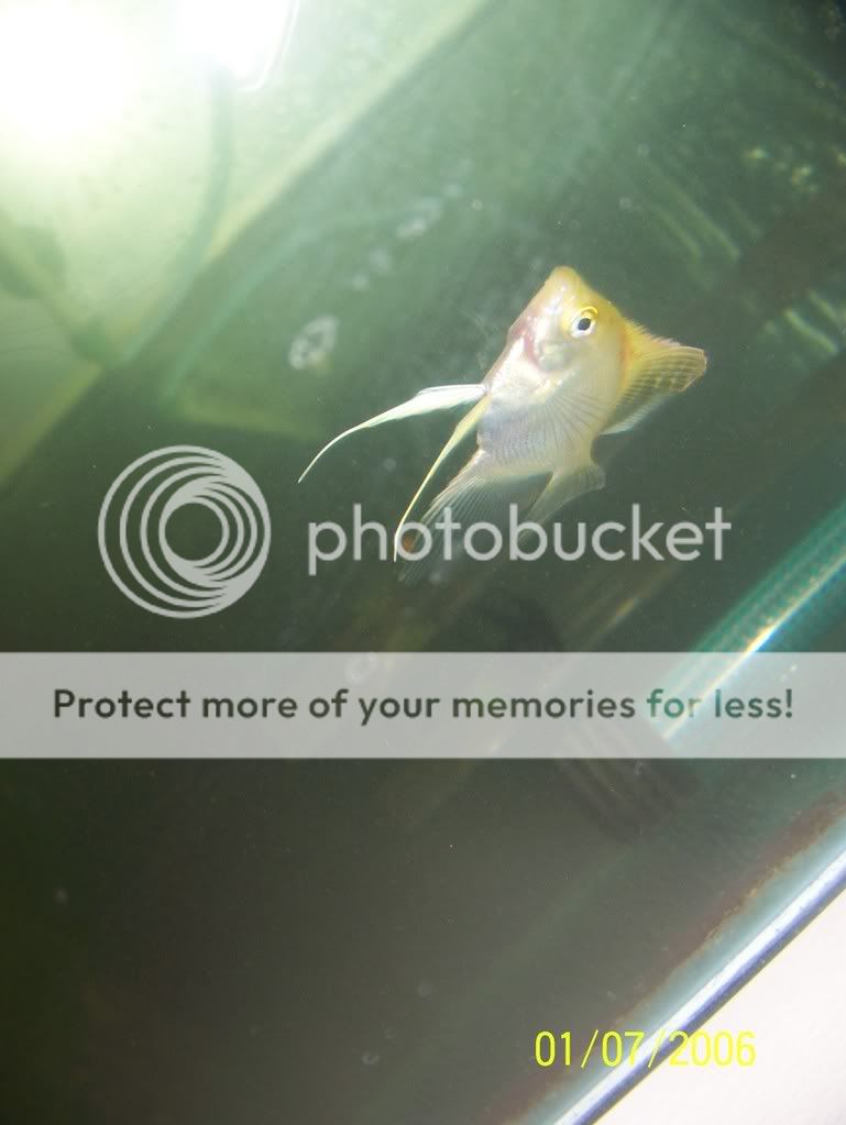 Weird Growth | Aquarium Forum