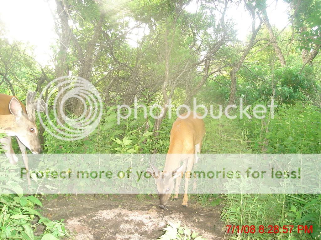 cam pictures (about 4mb) | Archery Talk Forum