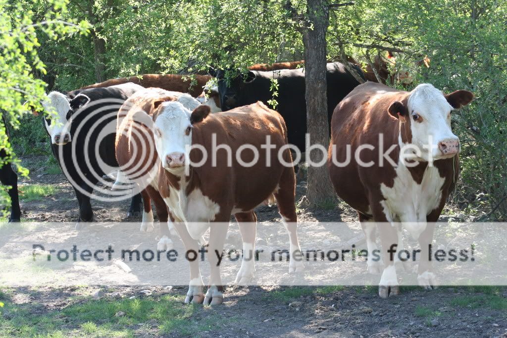 Cattle discussion thread - Page 2 | TexAgs
