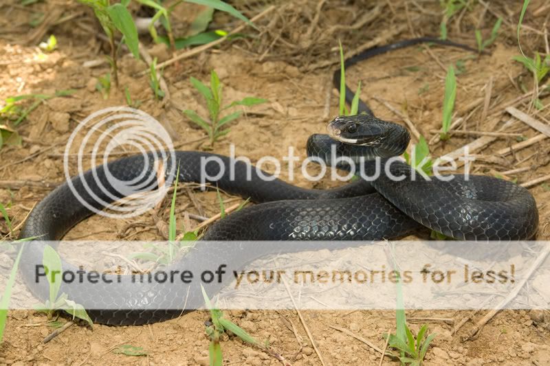 My 2010 Ohio herping... - Field Herp Forum