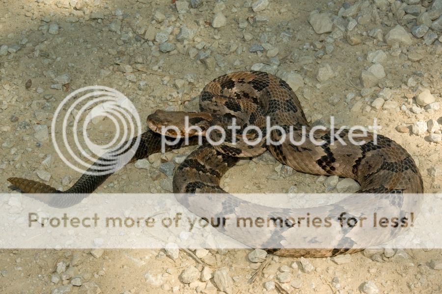 Quick Trip Through Kansas... (with Rattlesnake ID needed) - Field Herp ...
