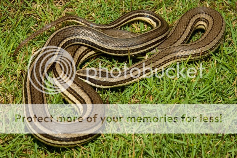 Costa Rica, June 2011 trip... - Field Herp Forum