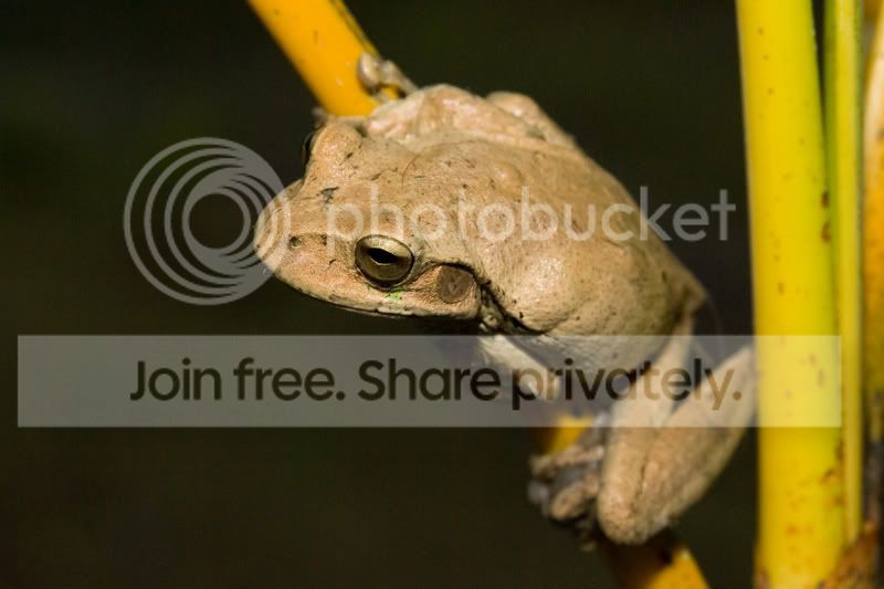Costa Rica, June 2011 trip... - Field Herp Forum