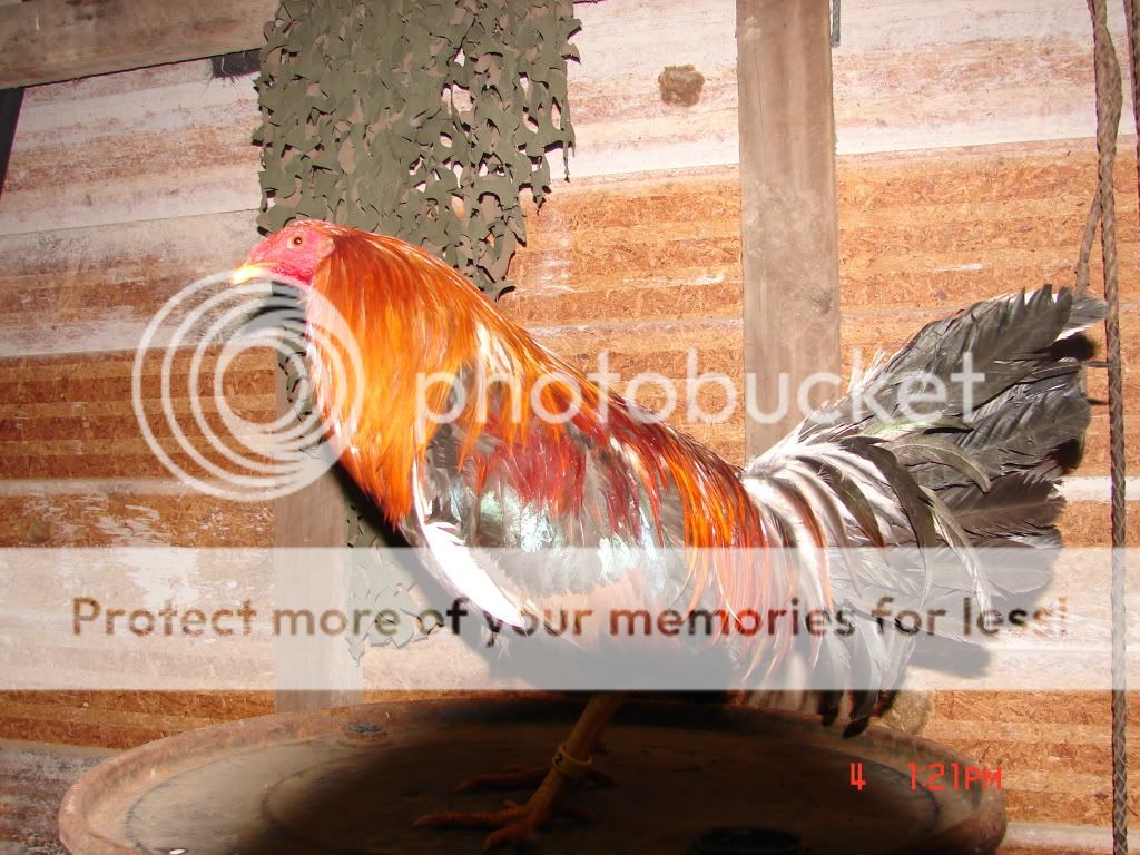 Pinnon Yellow Leg Hatch Gamefowl | Arkansas Hunting