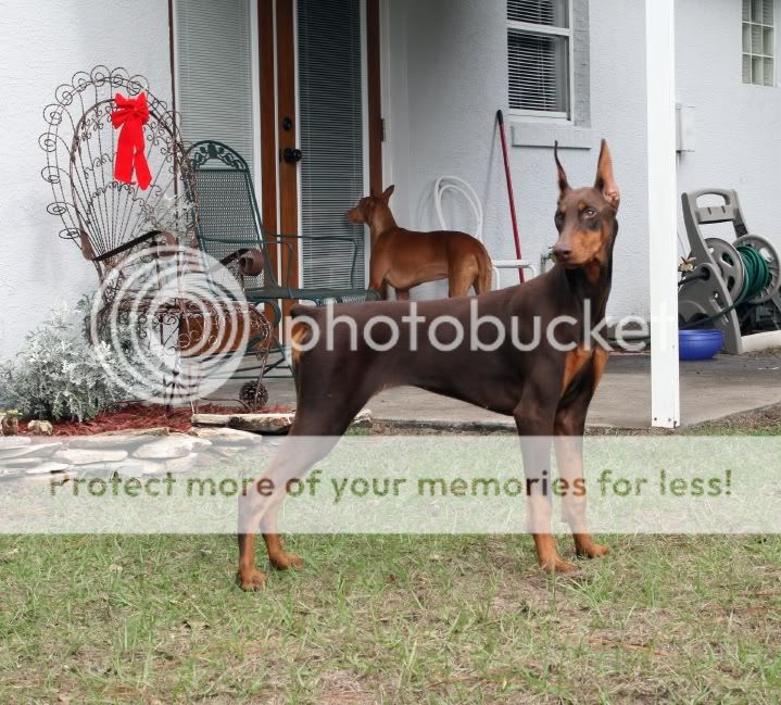 Correct standing position? | Doberman Forum : Doberman Breed Dog Forums