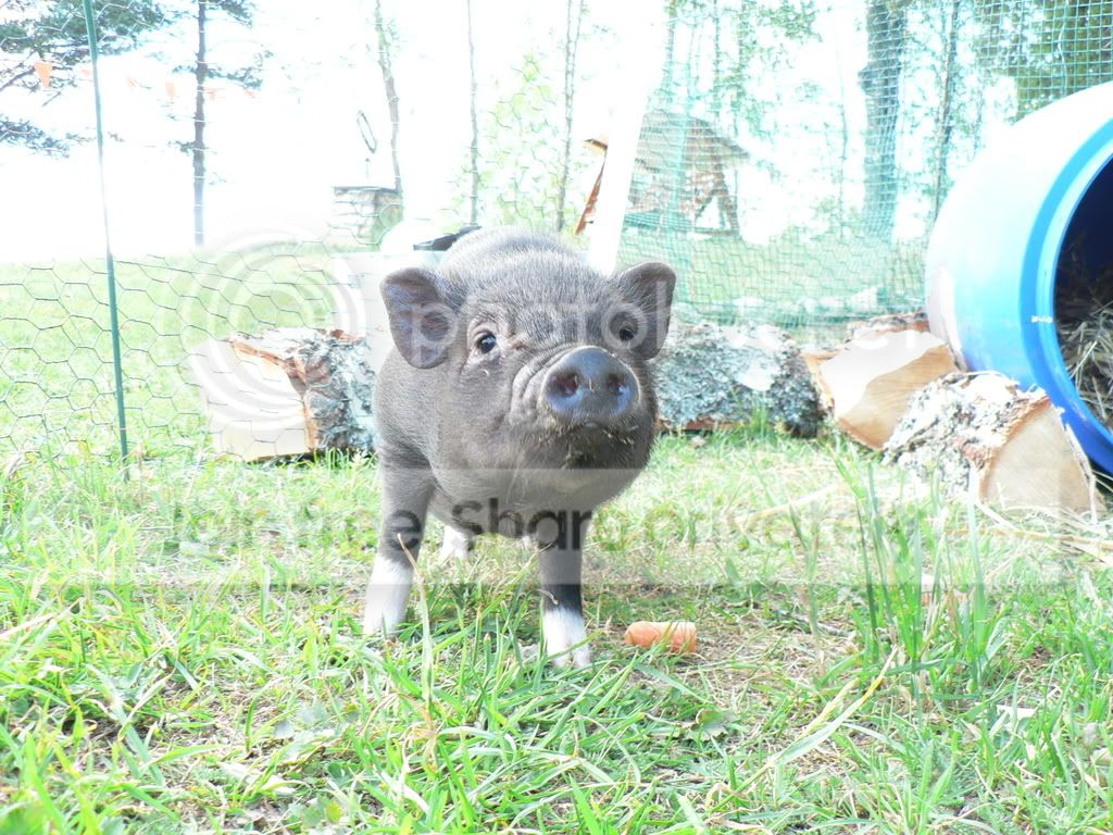 Update Minivarken-- huisvesting veranderd( fotos) - Kippenforum.nl