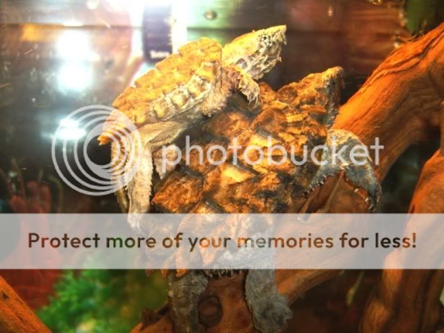 rare Leucistic Alligator Snapping Turtle- Chalfont, PA- Shipping or ...