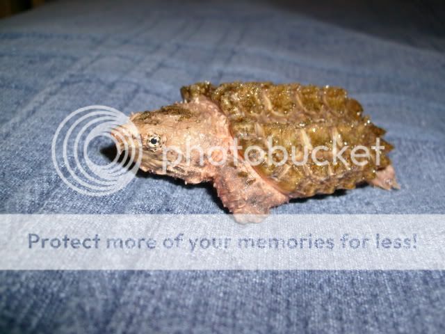 rare Leucistic Alligator Snapping Turtle- Chalfont, PA- Shipping or ...