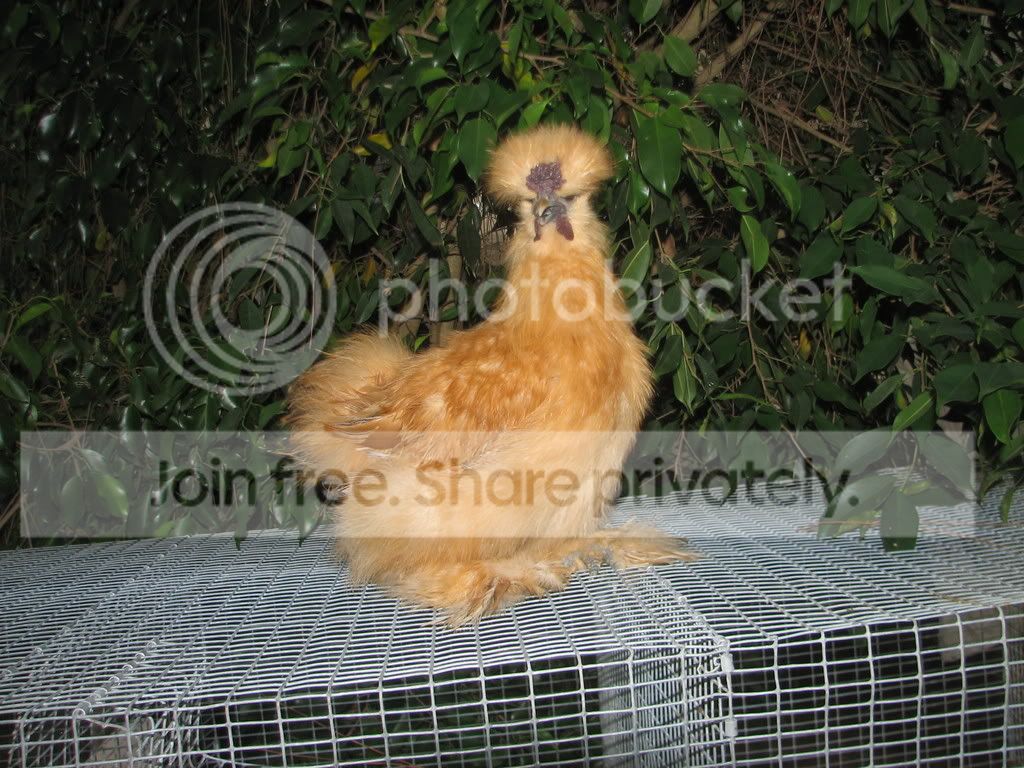 Buff Silkies for Sale - Central FL | BackYard Chickens - Learn How to ...