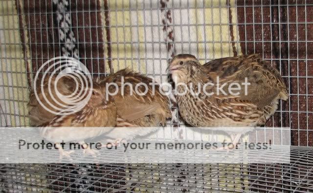 Fawn/Ginger Coturnix Quail | BackYard Chickens - Learn How to Raise ...