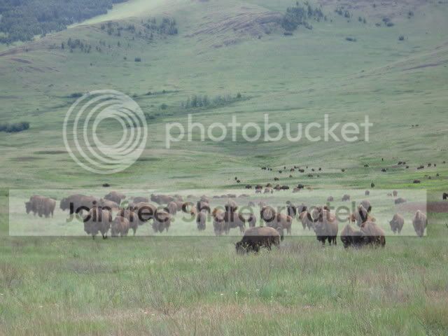 National Bison Range - Glacier National Park Chat